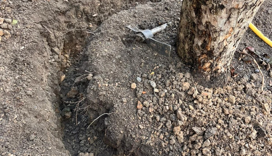Air Spade Excavation - Safe, Non-Invasive Tree Care | Ruskins