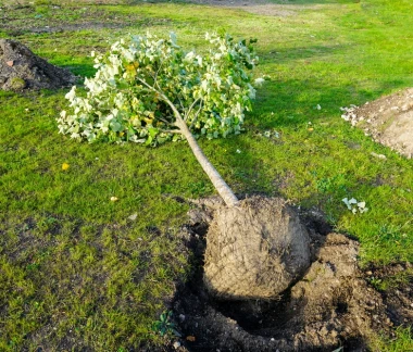 Re-pleaching / Pruning Pleached Trees / Management of Pleached Trees